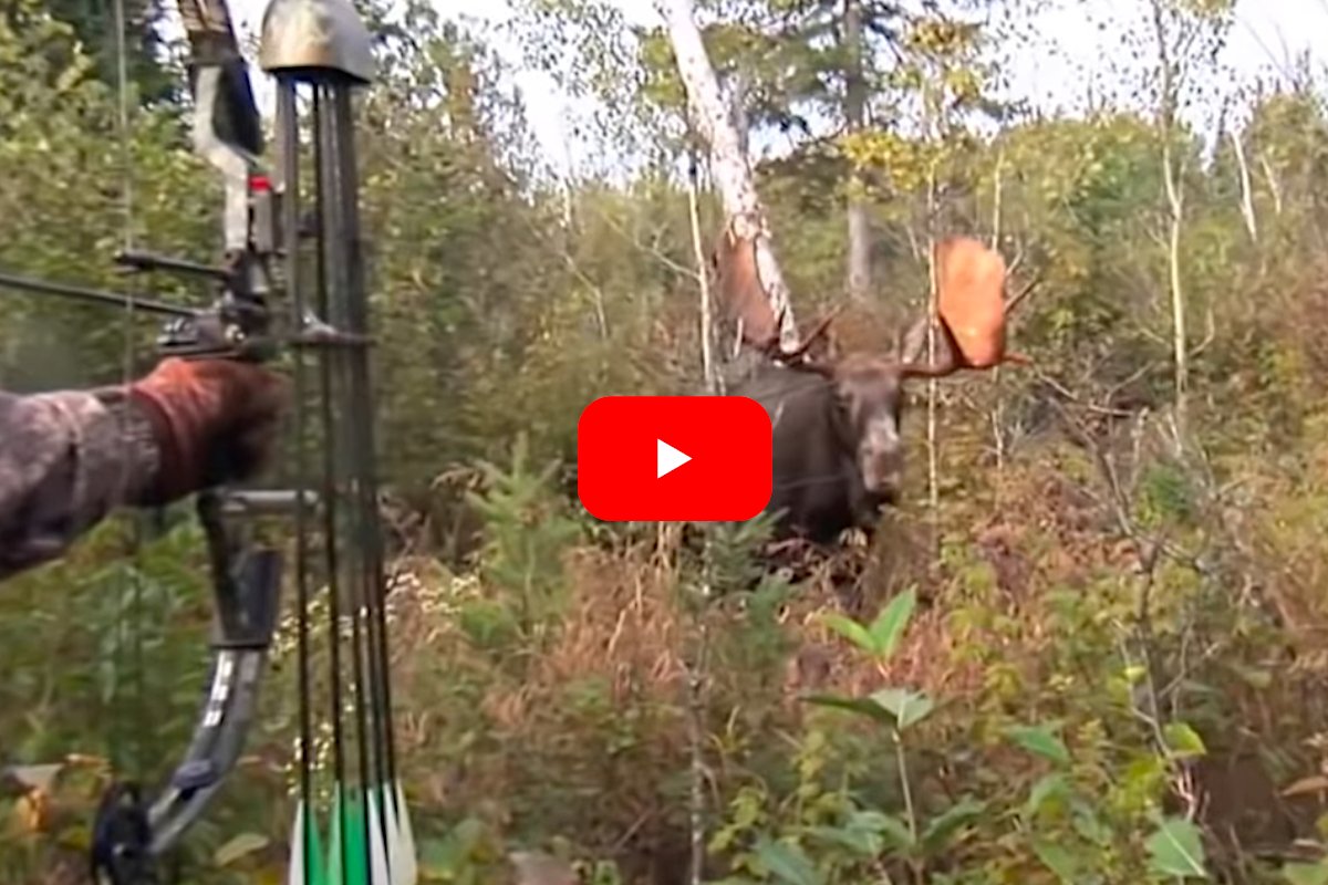 Bowhunter Gets Up Close and Personal With Giant Bull Moose, Makes a ...