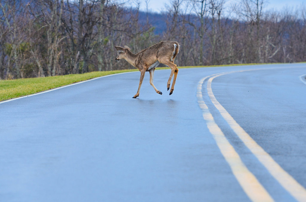 Deer Vehicle Collisions: Where and When They Happen Most Often, Plus ...