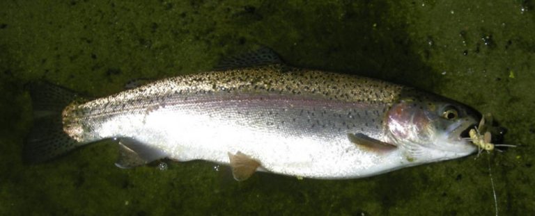 Fall Trout Stockings, 2020 - Outdoor Enthusiast Lifestyle Magazine