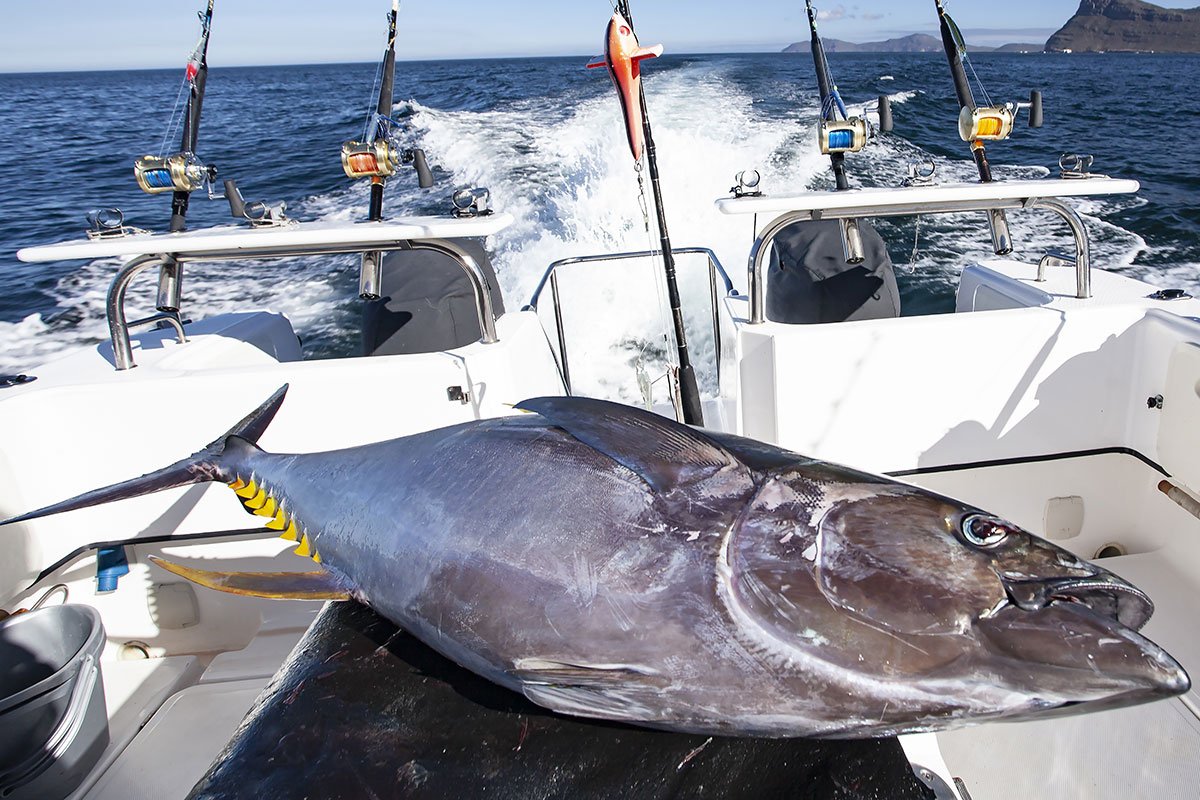 The Best Fish to Catch in Your Birthday Month - Outdoor Enthusiast ...