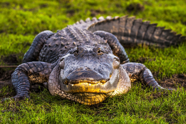 Alligator Hunting Season: Where, When, and How to Hunt Gators in the ...