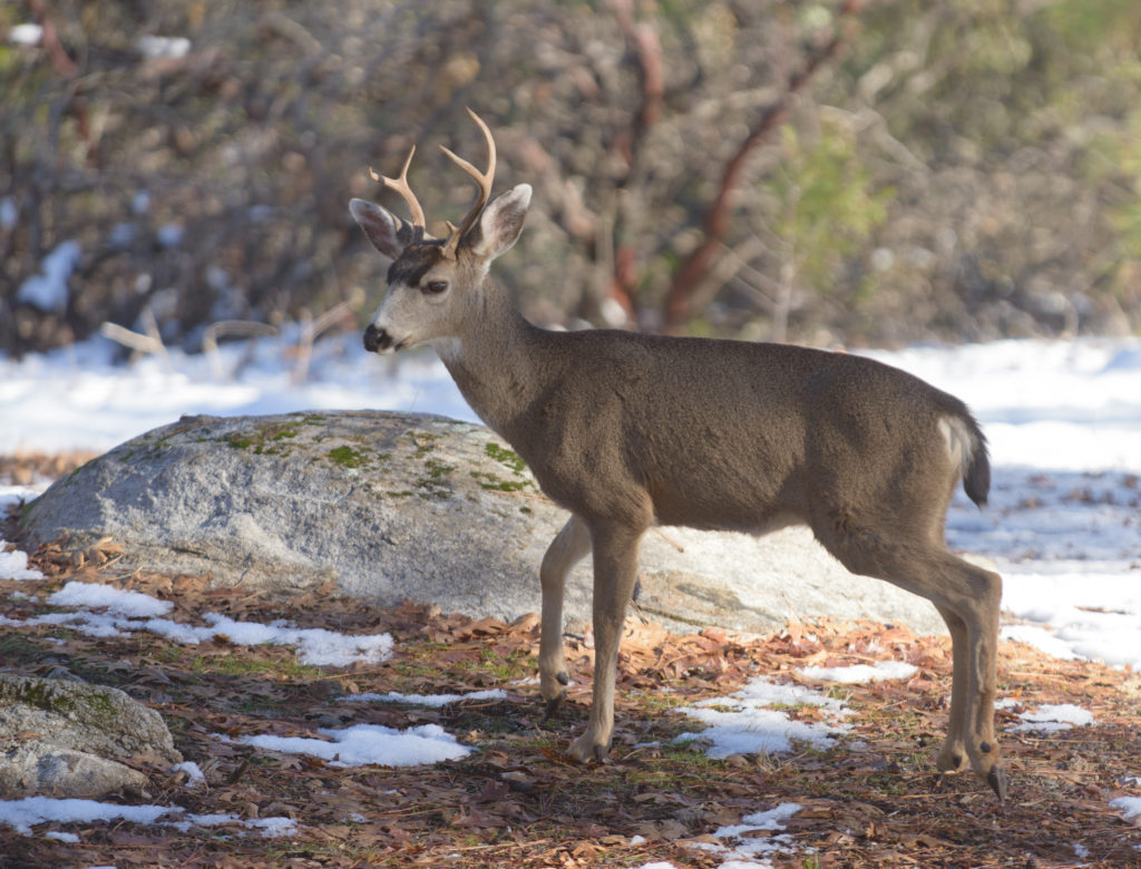 How to Hunt Blacktail Deer - Outdoor Enthusiast Lifestyle Magazine