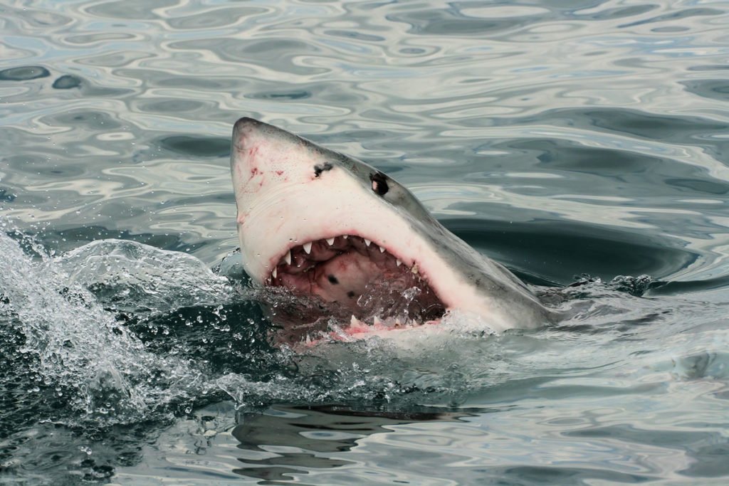 One Great White Shark Bites Another in Half - Outdoor Enthusiast ...