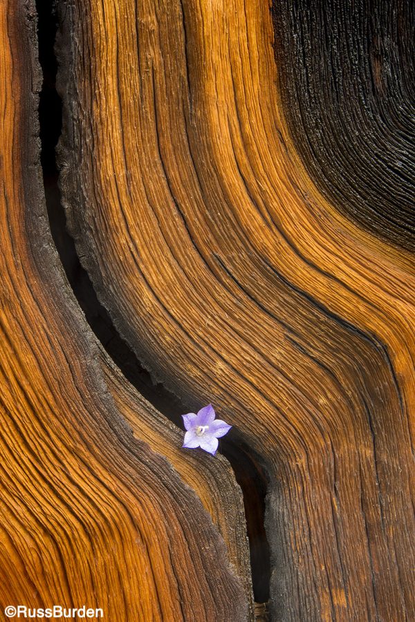 Shapes, Lines, Patterns And Textures in Nature, Part 1 - Outdoor ...