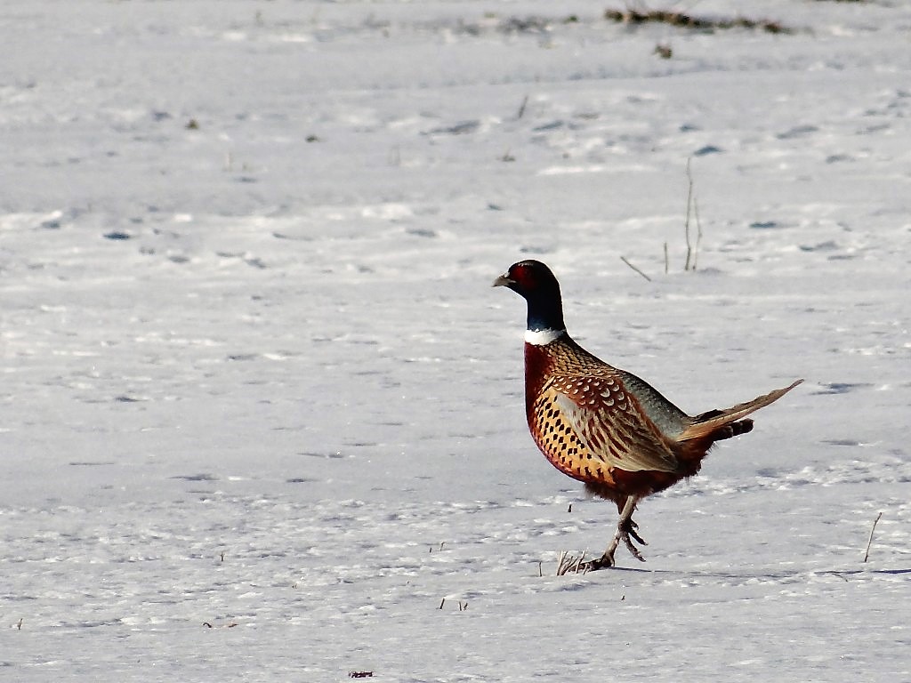 Why Hunting Is So Important - Outdoor Enthusiast Lifestyle Magazine