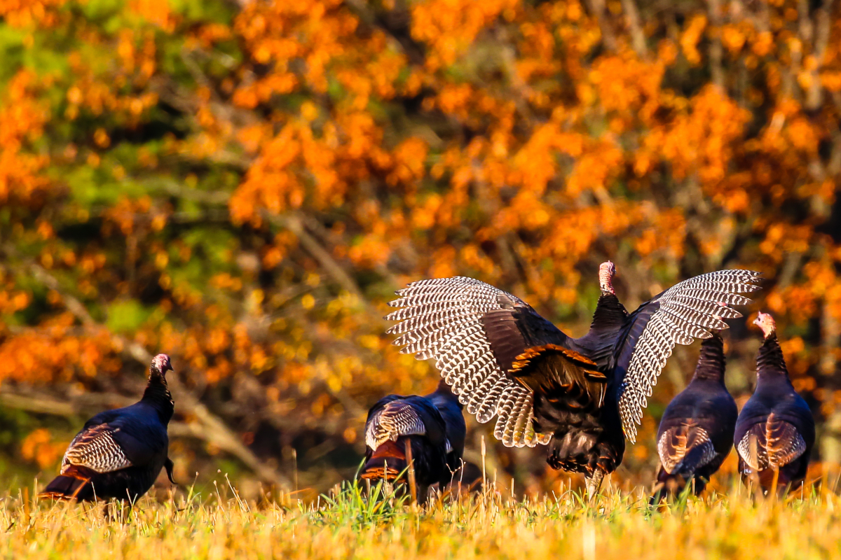 5 Ways to Have a Good Deer Season (Even If You Don't Kill One ...
