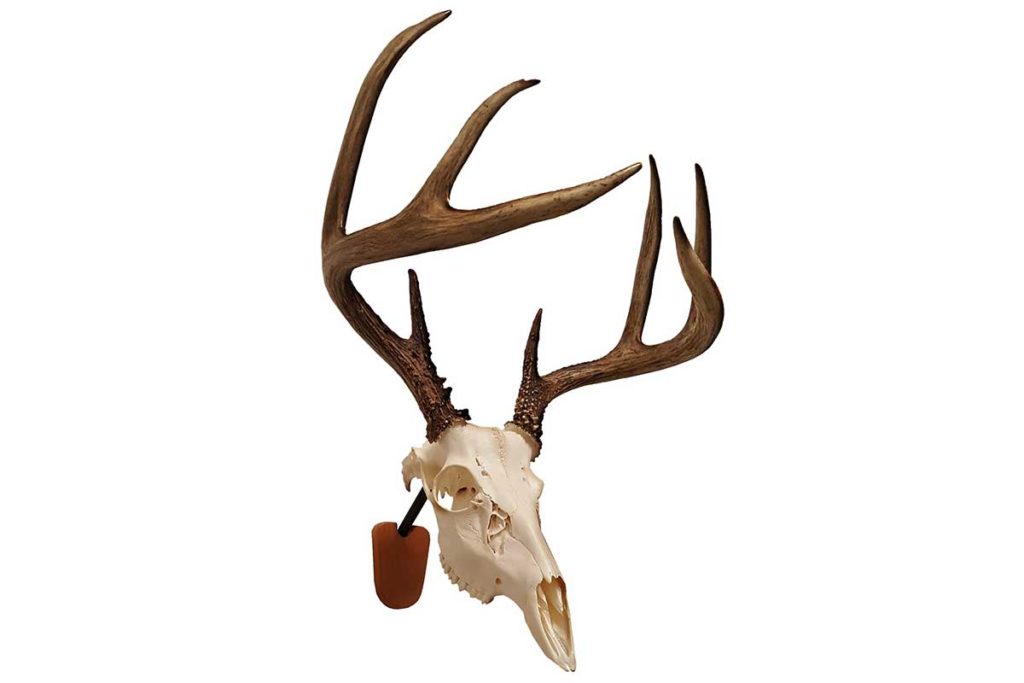 5 Great European Skull Mount Kits - Outdoor Enthusiast Lifestyle Magazine