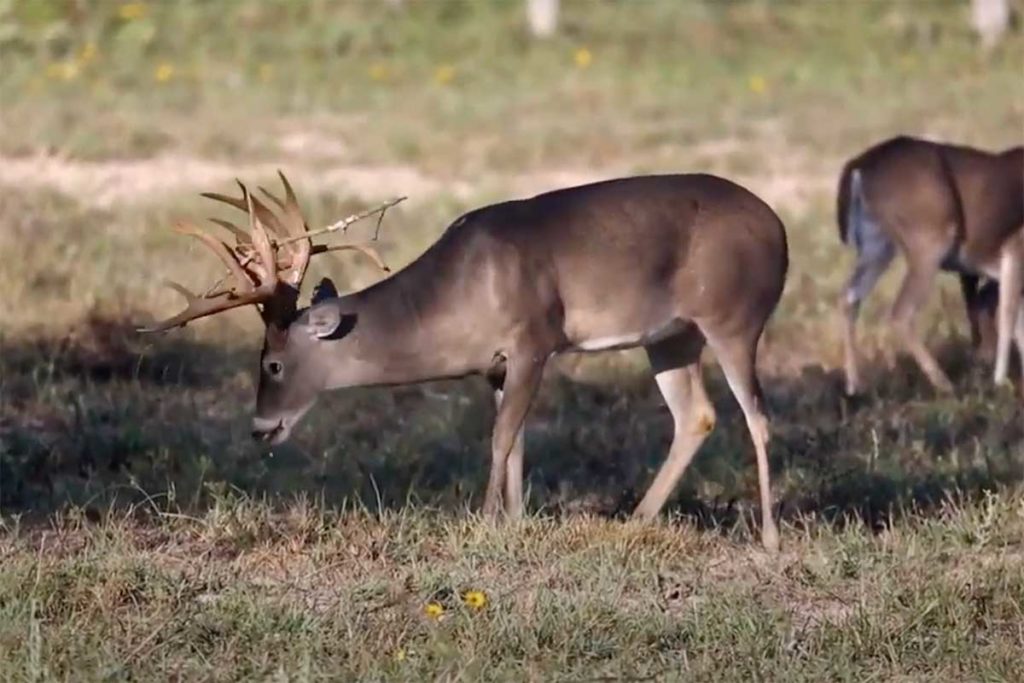 King Ranch Whitetail Hunt: How Much Does It Cost to Hunt the Flagship ...