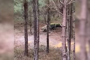 Huge Alligator Lumbers Past Hunter's Treestand, Plops Down in His Bait ...