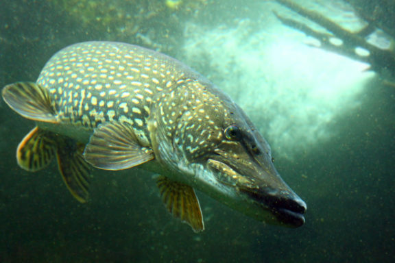 Northern Pike: Profiling the Ferocious and Aggressive Water Wolf ...