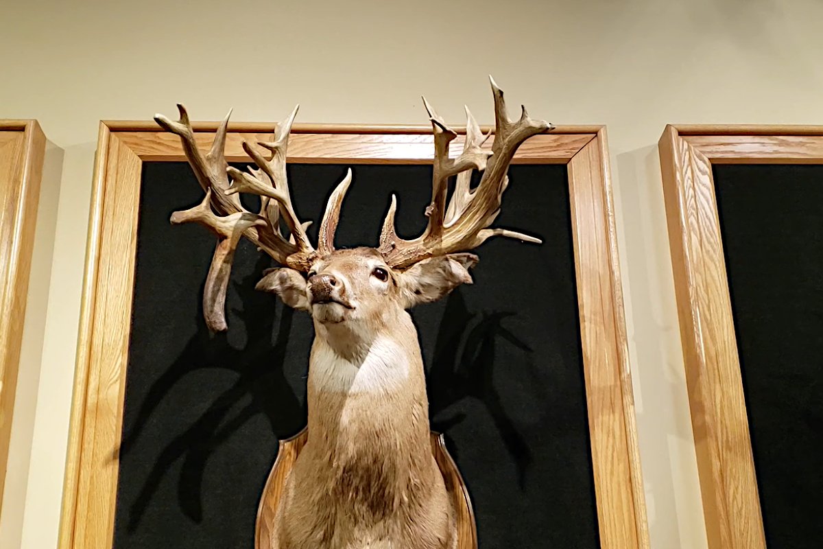 The Minnesota Monarch Buck: a Wild, Potential World Record Whitetail ...
