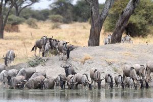 10 Best Animals to Hunt in Africa - Outdoor Enthusiast Lifestyle Magazine