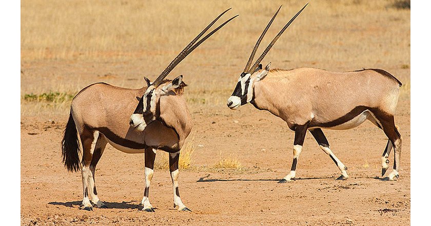 10 Best Animals to Hunt in Africa - Outdoor Enthusiast Lifestyle Magazine