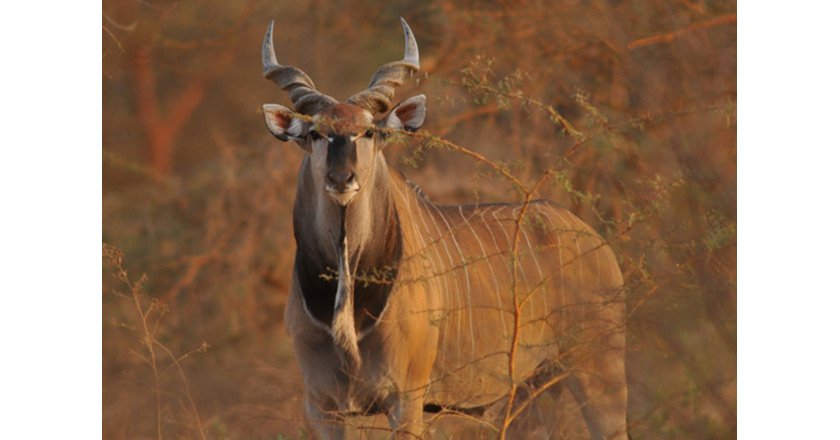10 Best Animals to Hunt in Africa - Outdoor Enthusiast Lifestyle Magazine
