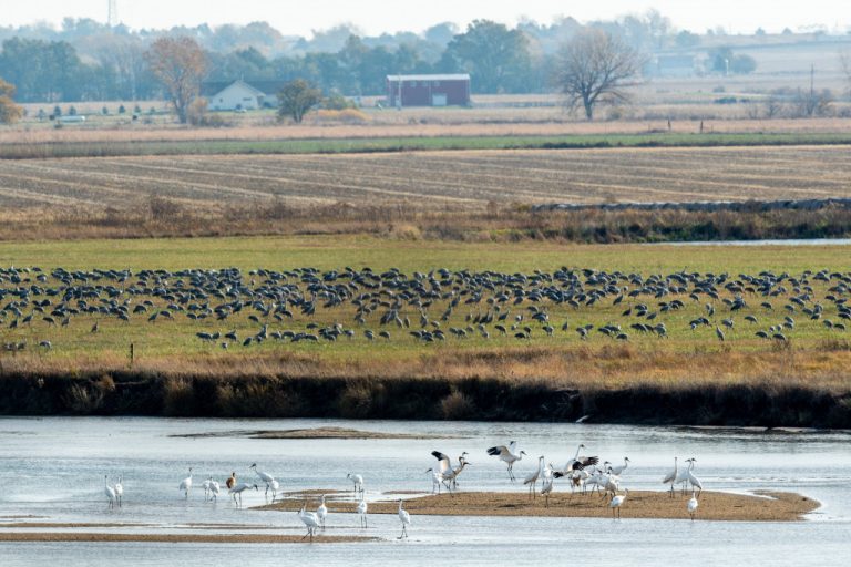 A Historic Gathering: Whooping Cranes - Outdoor Enthusiast Lifestyle ...