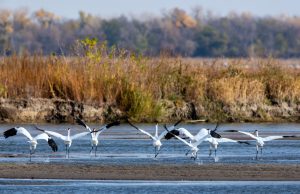 A Historic Gathering: Whooping Cranes - Outdoor Enthusiast Lifestyle ...