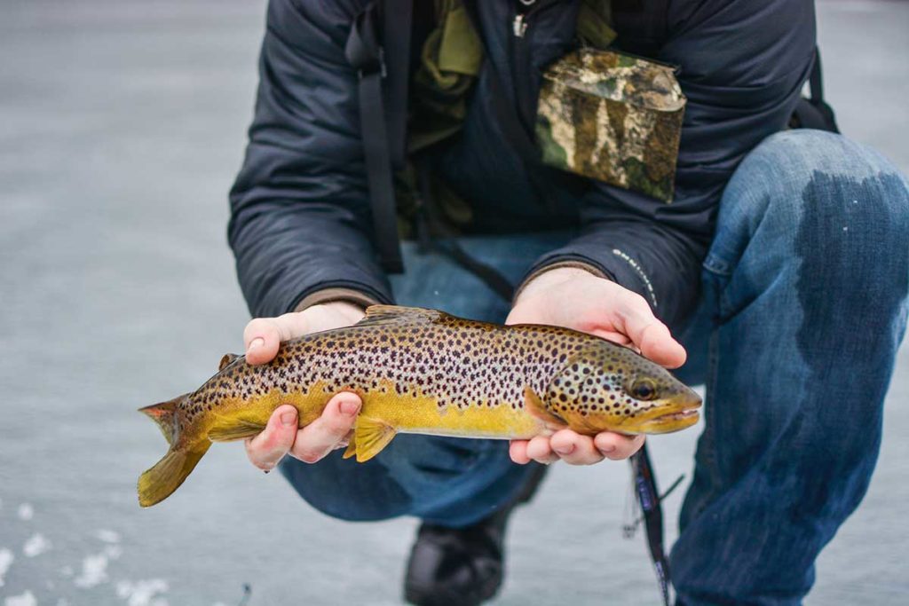 Fish Species Caught While Ice Fishing: Top 3 Most Common - Outdoor ...