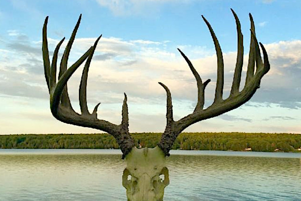 Newly Unearthed 200-Inch Buck Shot in the1960s Shatters Pennsylvania ...