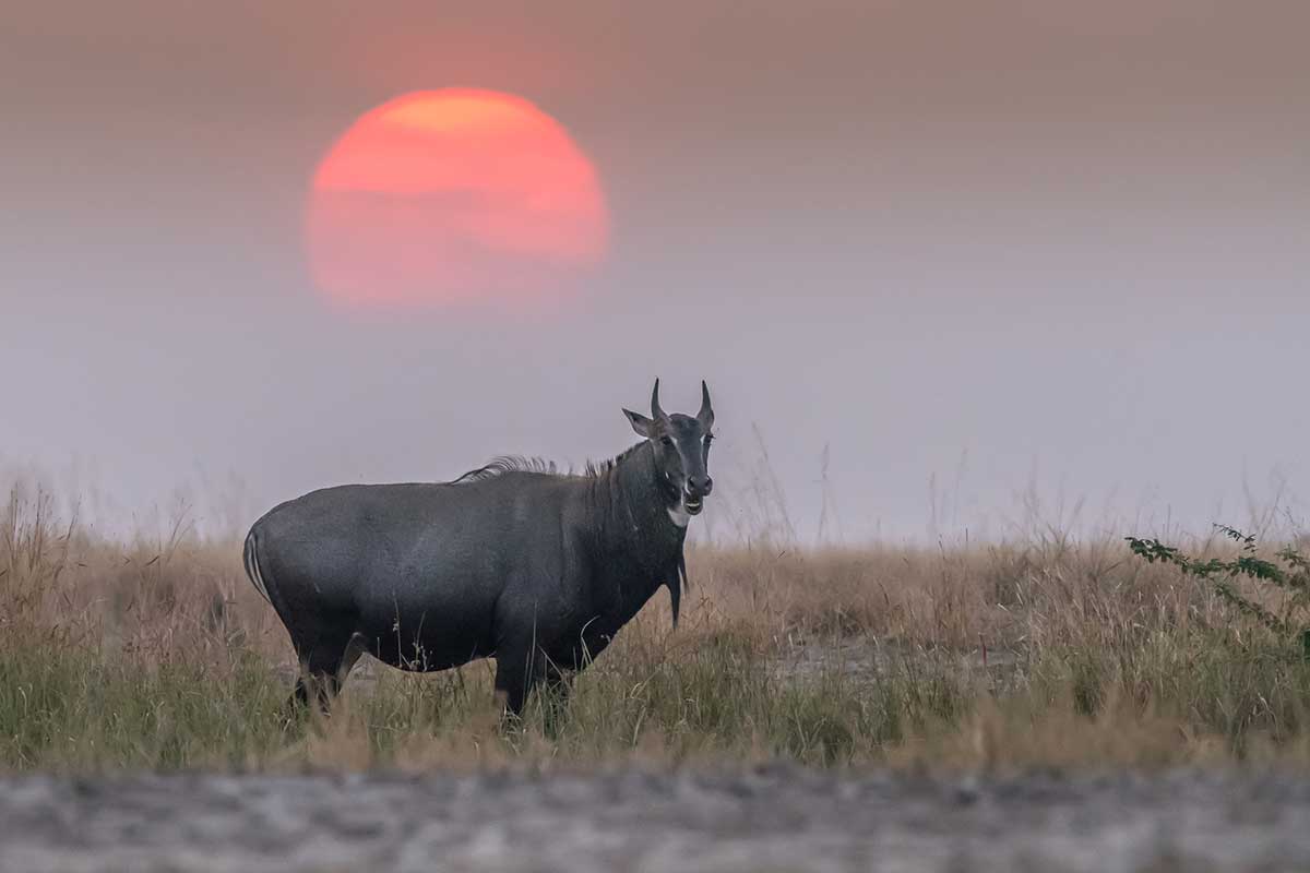 Nilgai Hunting: How and Where to Hunt the Blue Bull - Outdoor ...