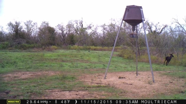 The Epic Hunt for a Melanistic Buck Named Black Beauty - Outdoor ...