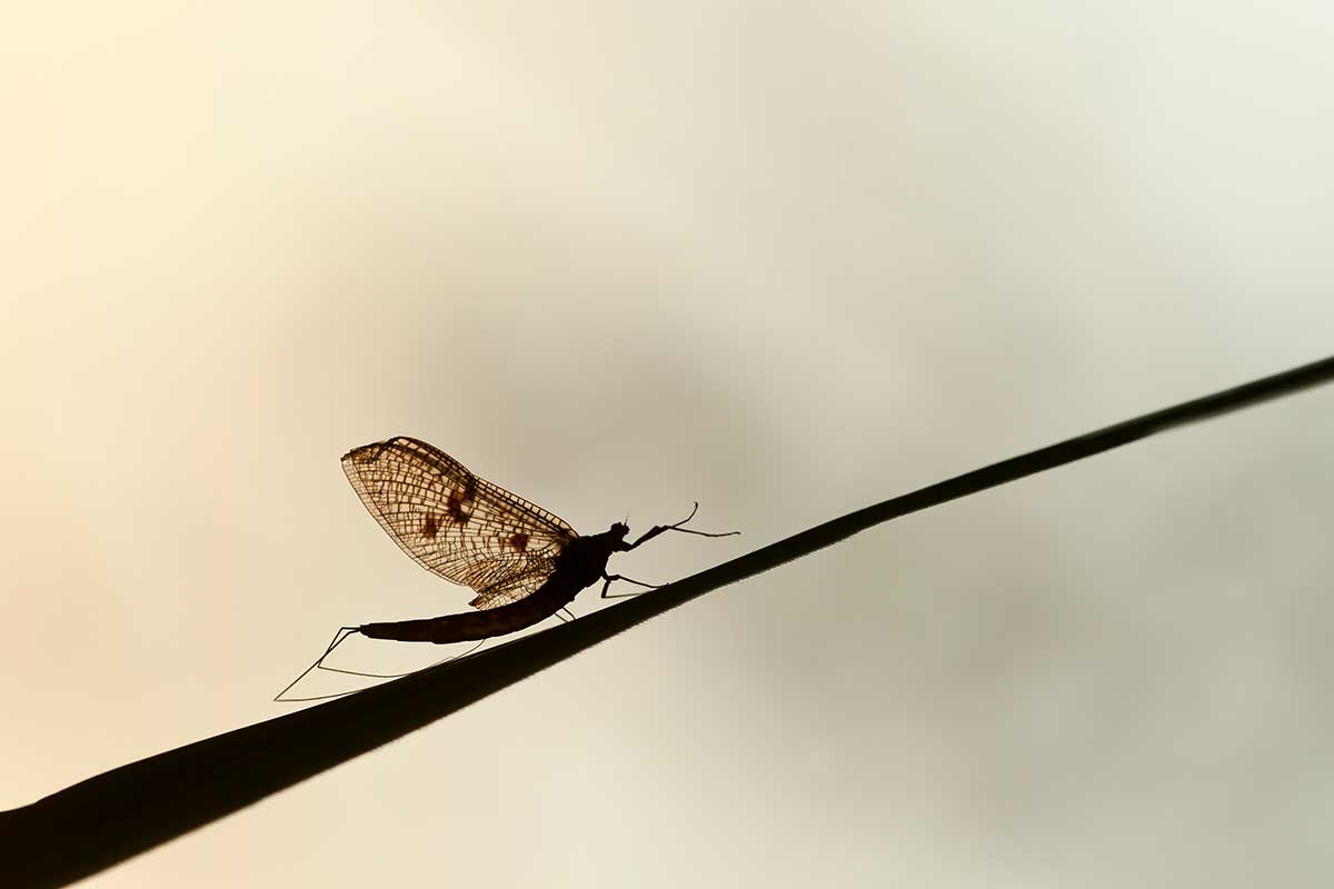 3 Common Insect Hatches and How to Fish Them - Outdoor Enthusiast ...