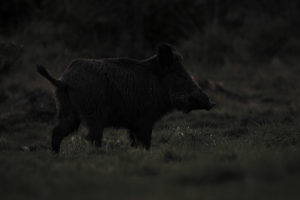 Hunting Hogs at Night: The Gear to Get and the Strategy to Employ ...