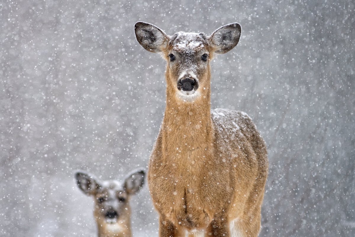 What Deer Do to Survive the Coldest Parts of the Winter - Outdoor ...