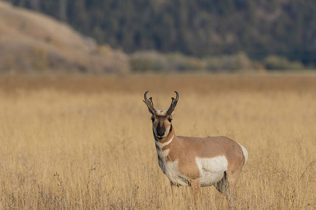 Pronghorn Antelope: A Deeper Look at America's Speed Goat - Outdoor ...