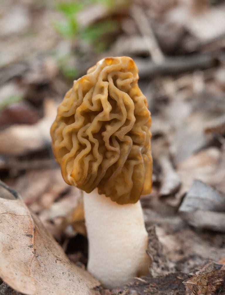 10 Best Places to Find Morel Mushrooms - Outdoor Enthusiast Lifestyle ...