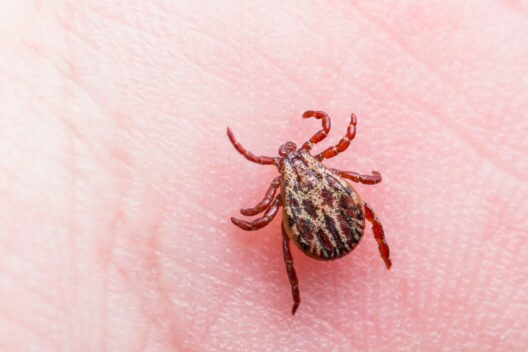 How to Kill Ticks: Quick Methods of Dealing With These Pests - Outdoor ...
