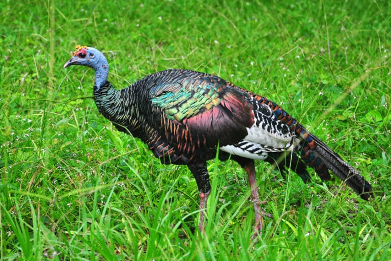 Ocellated Turkey Hunting: How to Pursue North America's Most Unique ...