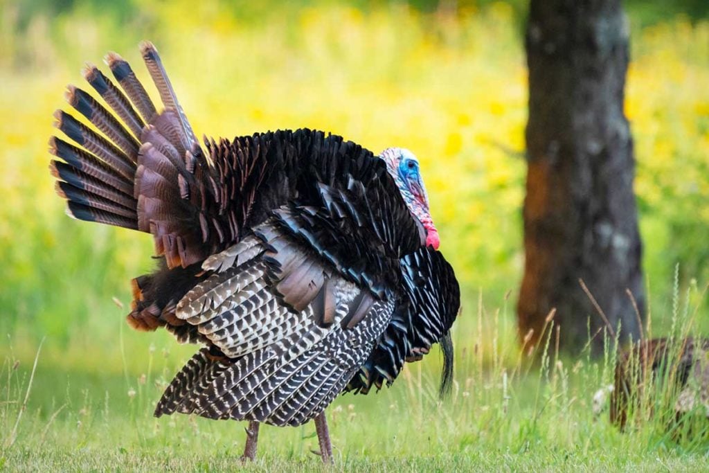 Wisconsin Turkey Hunting: How and Where to Do It - Outdoor Enthusiast ...