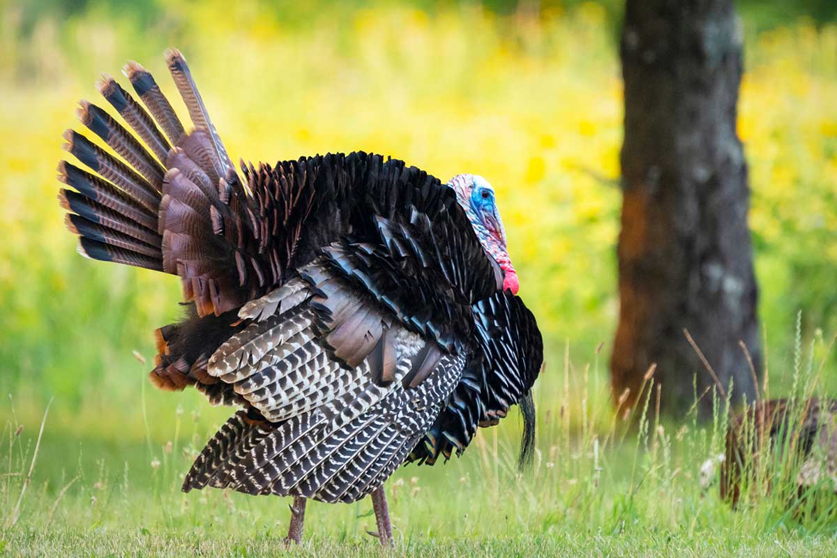 Wisconsin Turkey Hunting: How and Where to Do It - Outdoor Enthusiast ...