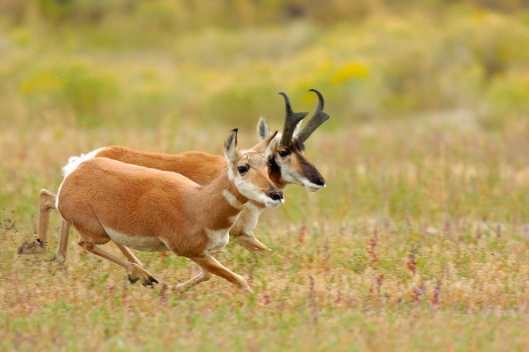 How Pronghorn Antelope Recovered When Their Population Was Only 13,000 ...