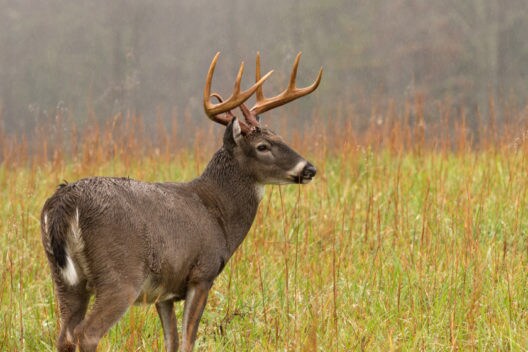 Deer Hunting in the Rain: Tips and Tactics for Rough Conditions ...