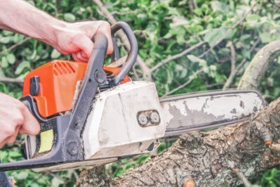 Hinge Cutting Trees for Deer: How and Why to Do It - Outdoor Enthusiast ...