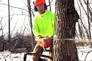 Hinge Cutting Trees for Deer: How and Why to Do It - Outdoor Enthusiast ...