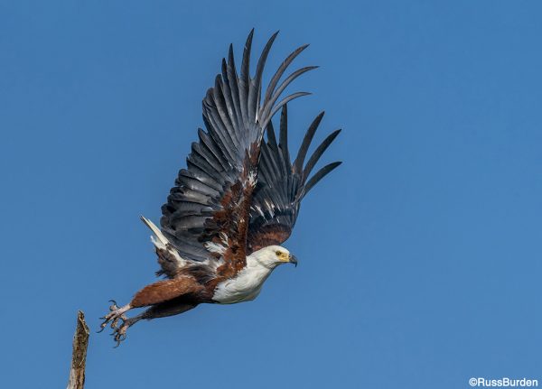 How To Photograph Birds In Flight - Outdoor Enthusiast Lifestyle Magazine