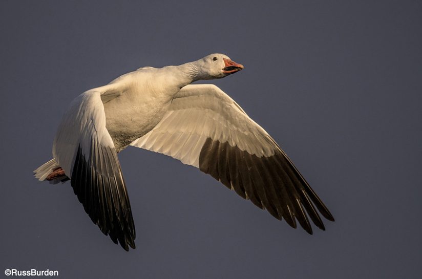 How To Photograph Birds In Flight - Outdoor Enthusiast Lifestyle Magazine