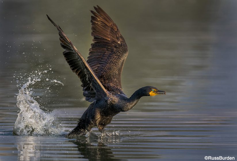 How To Photograph Birds In Flight - Outdoor Enthusiast Lifestyle Magazine
