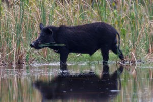 Hunting Hogs in Georgia: A Guide to All Things Feral Swine - Outdoor ...