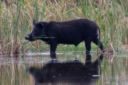 Hunting Hogs in Georgia: A Guide to All Things Feral Swine - Outdoor ...