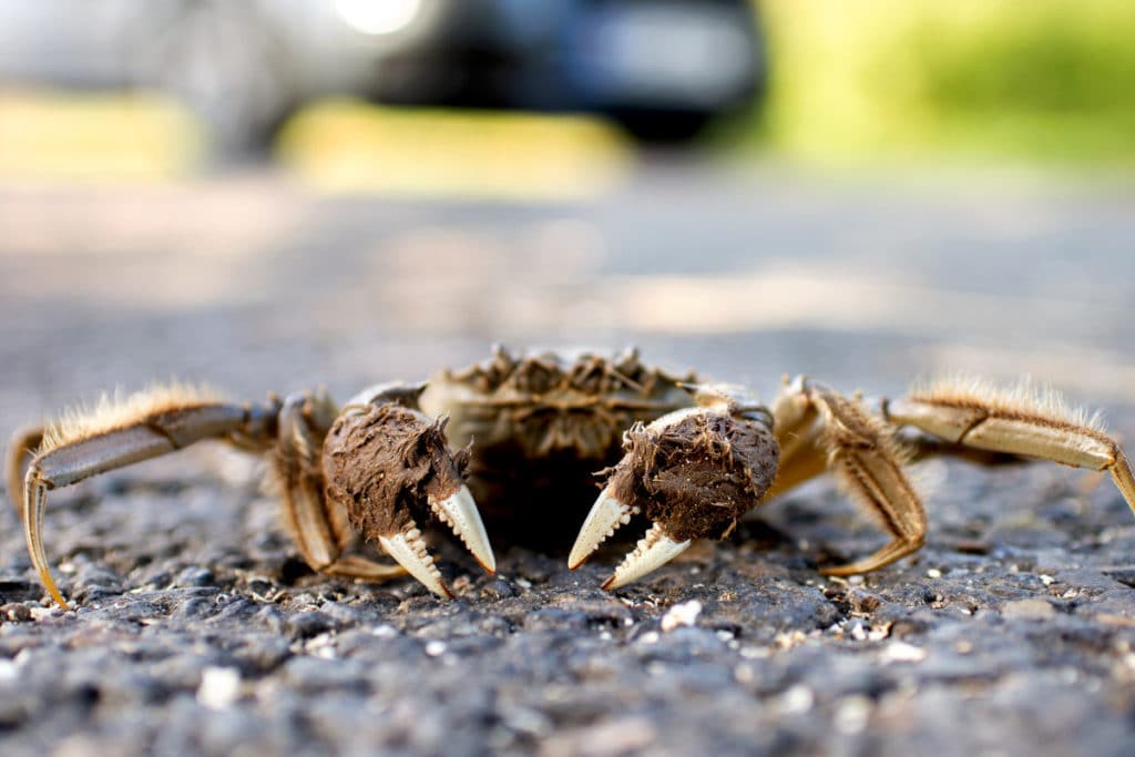 Invasive Chinese Mitten Crabs are Quietly Taking Over in New England ...
