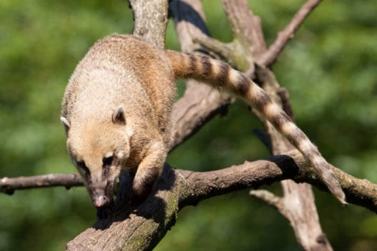 PHOTOS: 10 Weird Animals With Unique Looks, Traits, and Habits ...