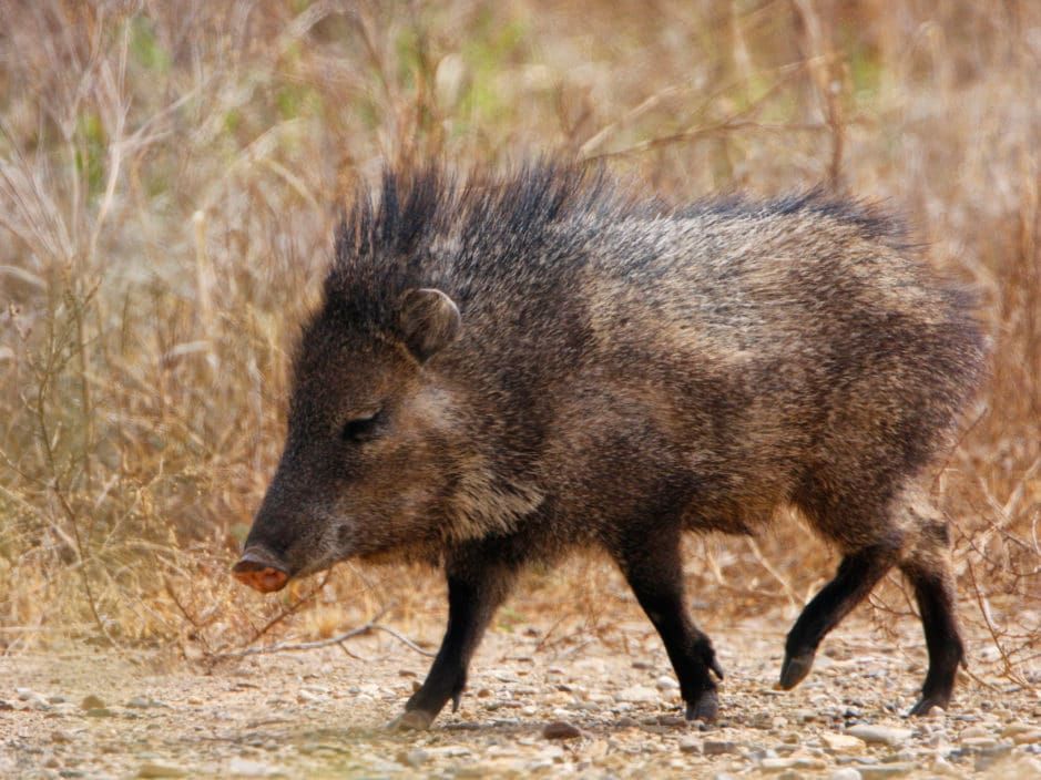 PHOTOS: 10 Weird Animals With Unique Looks, Traits, and Habits ...