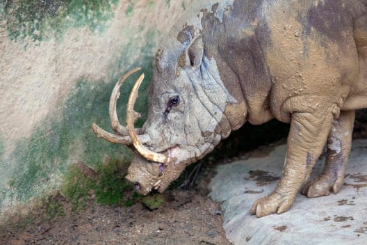 PHOTOS: 10 Weird Animals With Unique Looks, Traits, and Habits ...