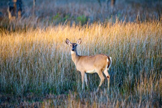 Georgia Deer Hunting: Season Dates, License Requirements, and Outlook ...