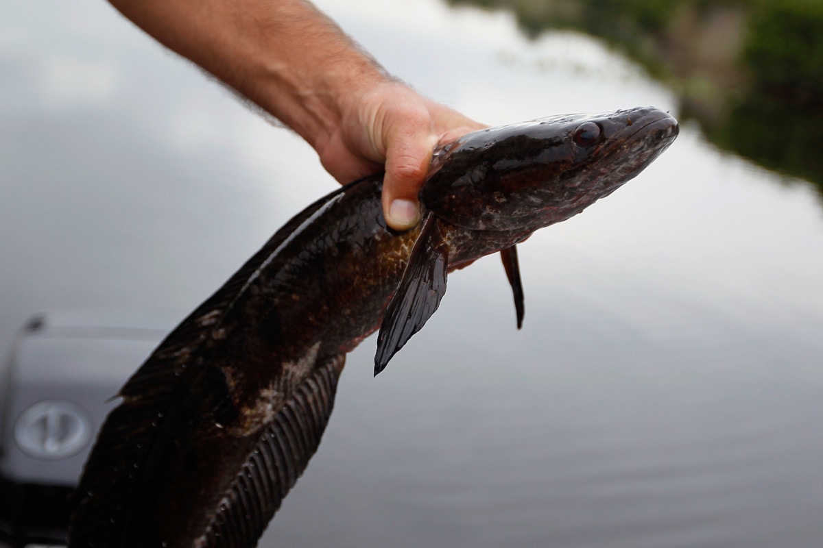 Maryland Now Paying for Reporting Tagged Snakehead Catches in ...