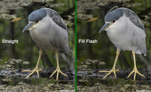 Outdoor Flash Photography Basics - Outdoor Enthusiast Lifestyle Magazine