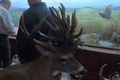 The Brian Butcher Buck: The Most Lop-Sided Wild Non-Typical Ever ...